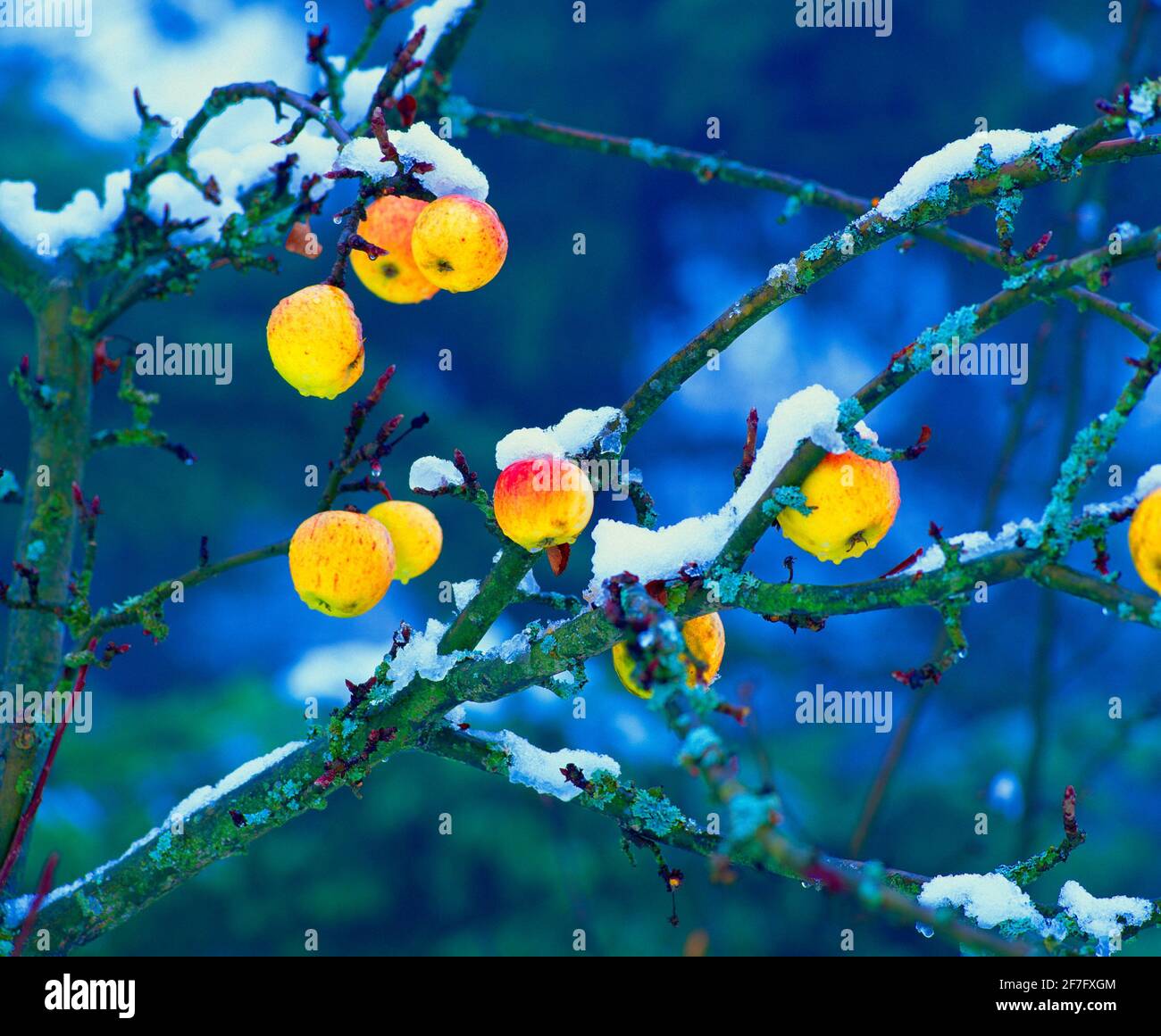 Snow covered apples on tree Stock Photo - Alamy