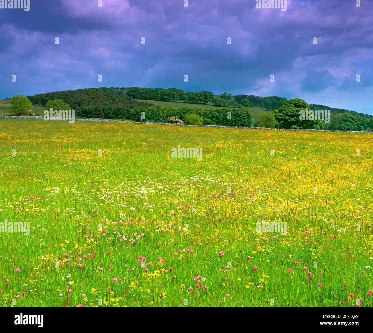 Species rich meadows hi-res stock photography and images - Alamy