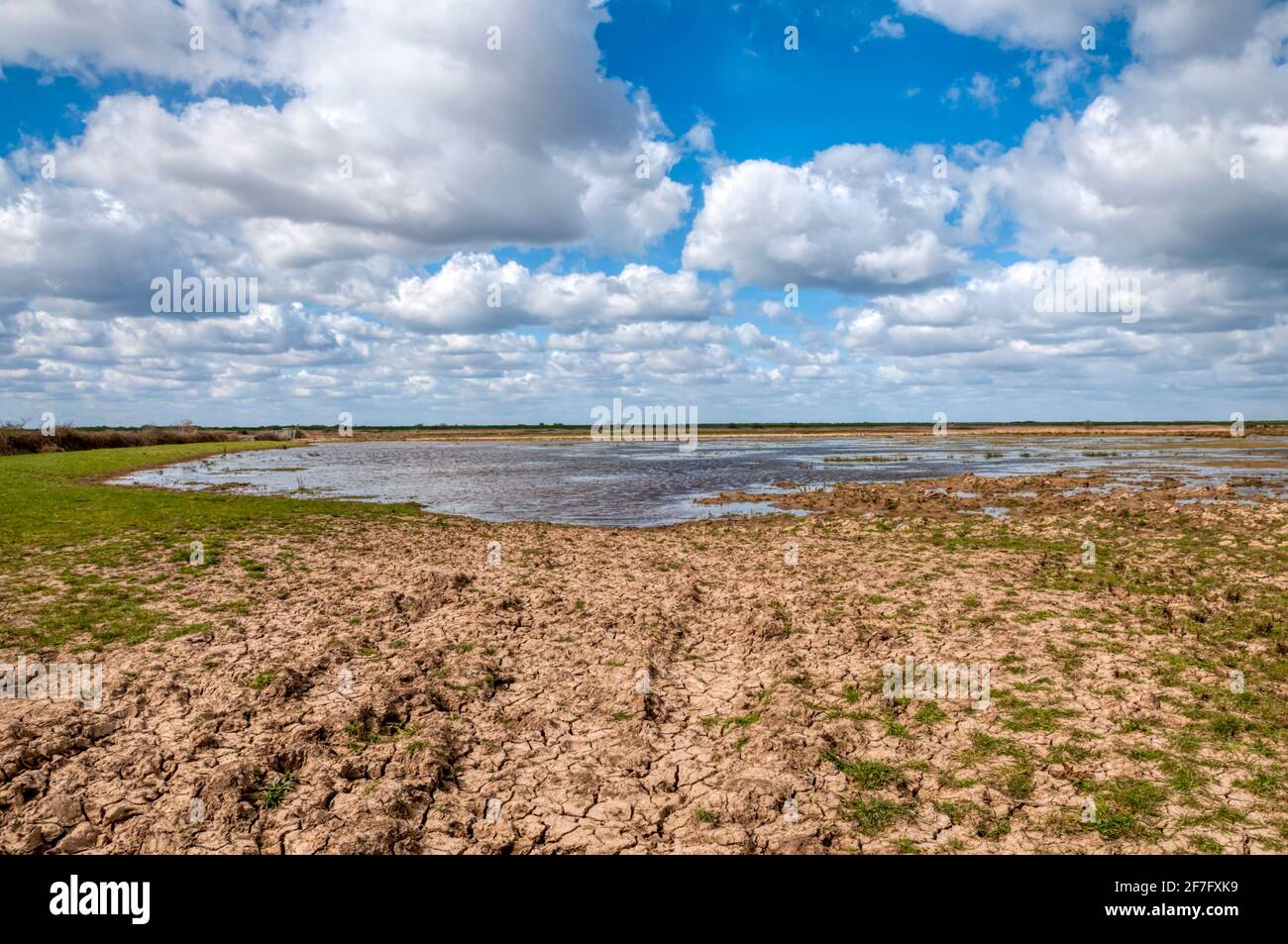 Freshwater grazing marshes on the east shore of The Wash in Norfolk ...