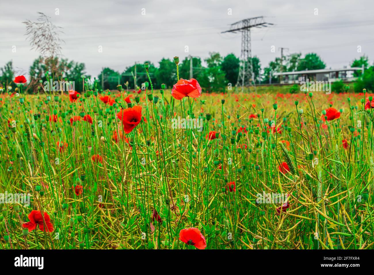 Grain field in spring with individual poppies. Wildflowers with red ...
