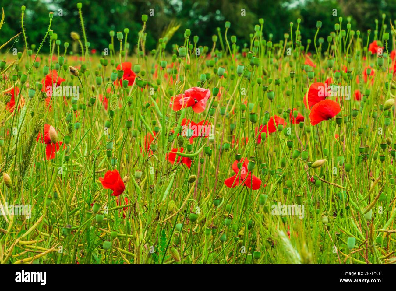 Poppy seed capsules hi-res stock photography and images - Alamy