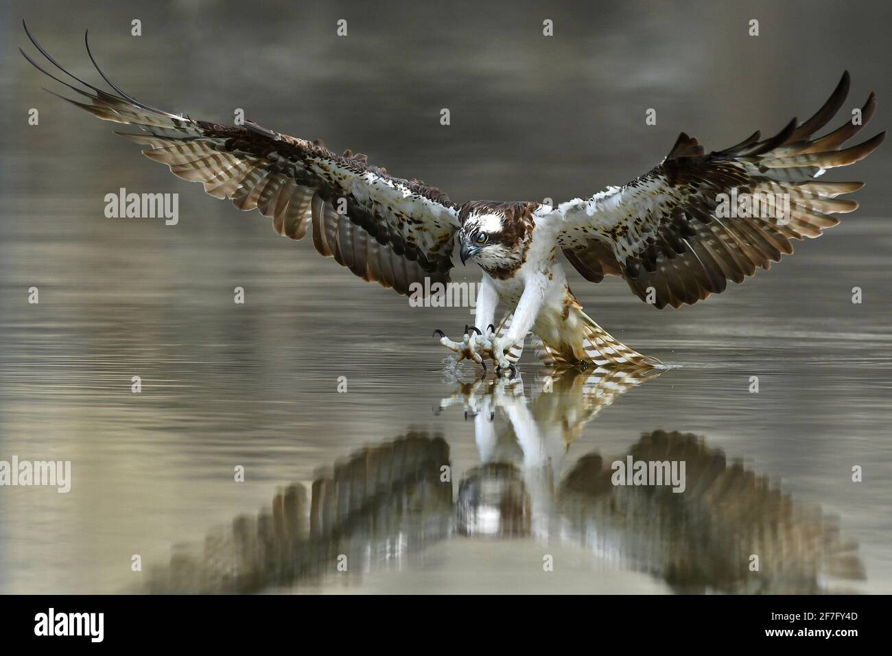 Osprey feet hi-res stock photography and images - Alamy