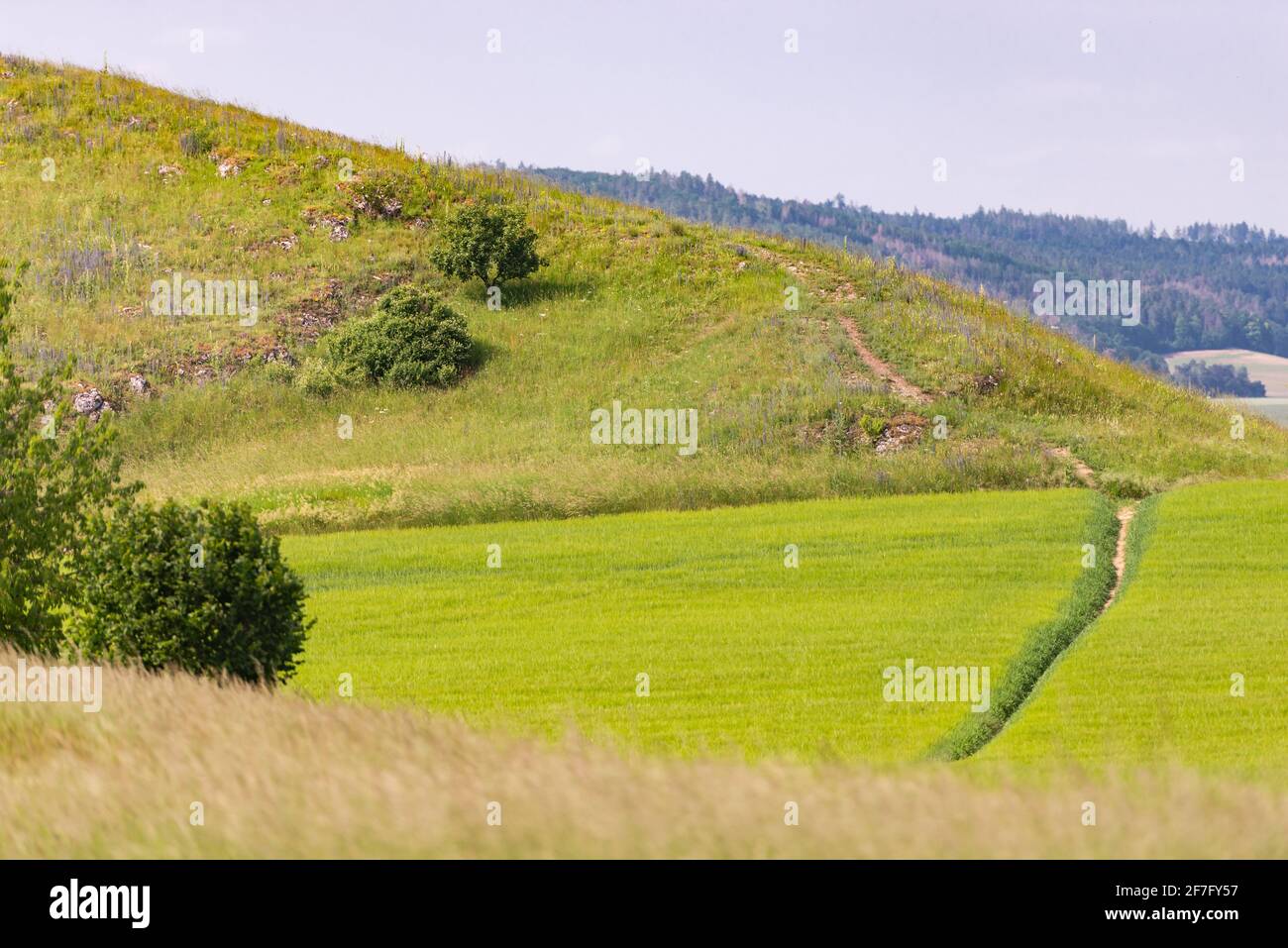 A field with ears of corn through which there is a well trodden path. A ...