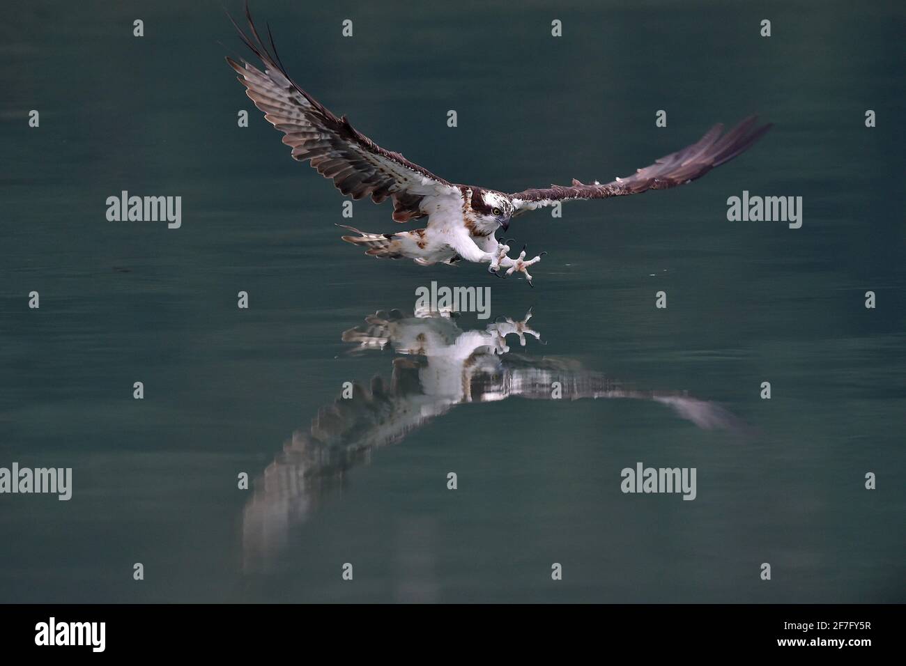 As the eagle spotted the fish, it made a smooth swoop down from the sky ...