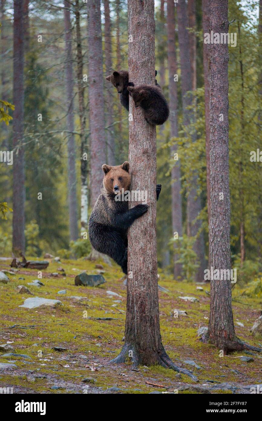 Mum can't help but join in. LAPLAND, FINLAND: ADORABLE photos captured ...