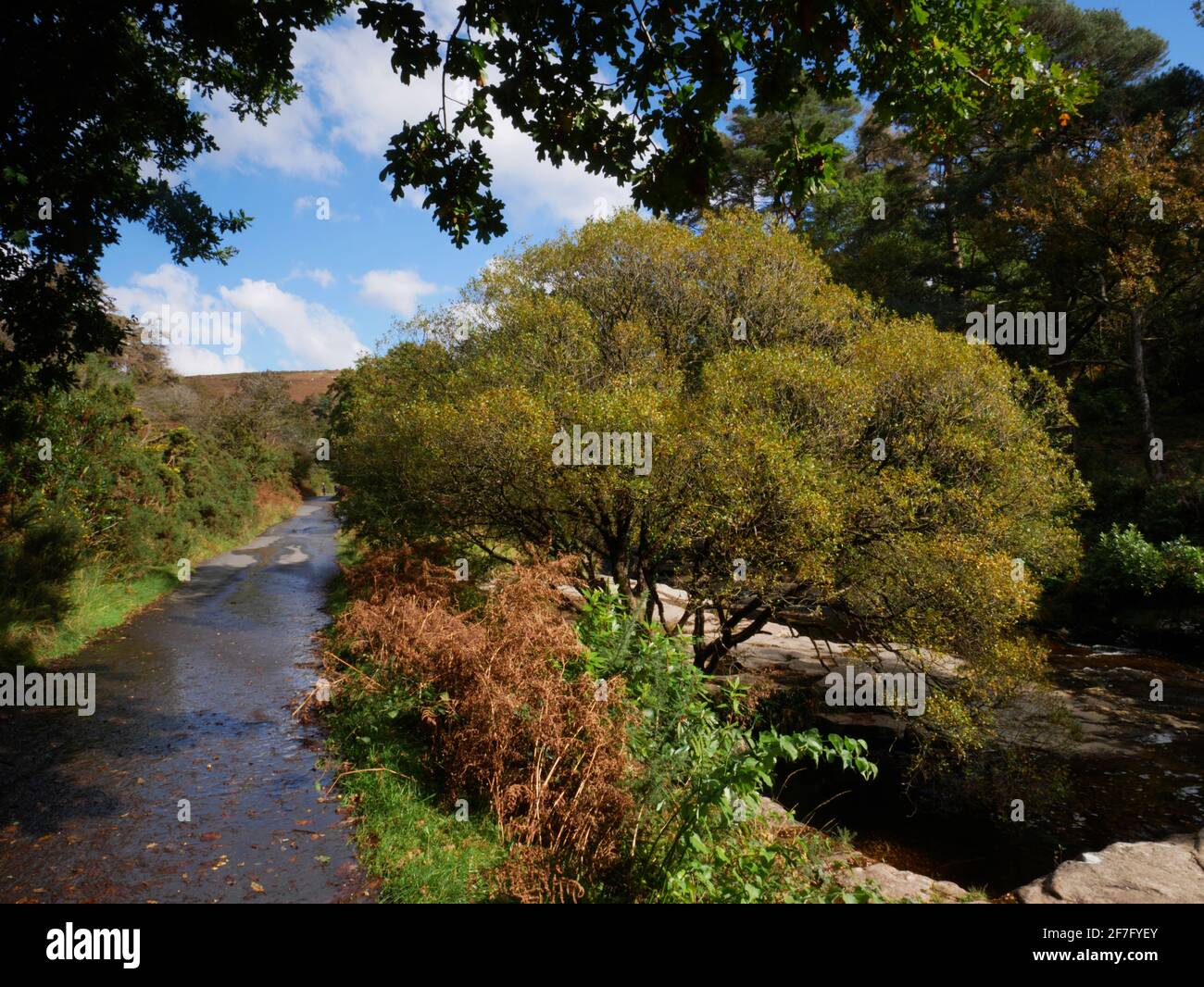 Footpath beside the River Avon near Shipley Bridge on Dartmoor, Devon ...