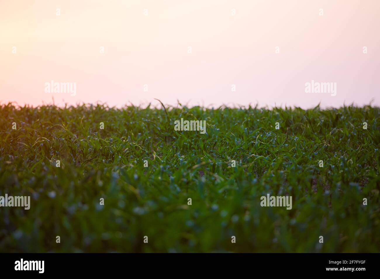 Young corn to the horizon. Dawn in the spring cornfield. Young corn ...