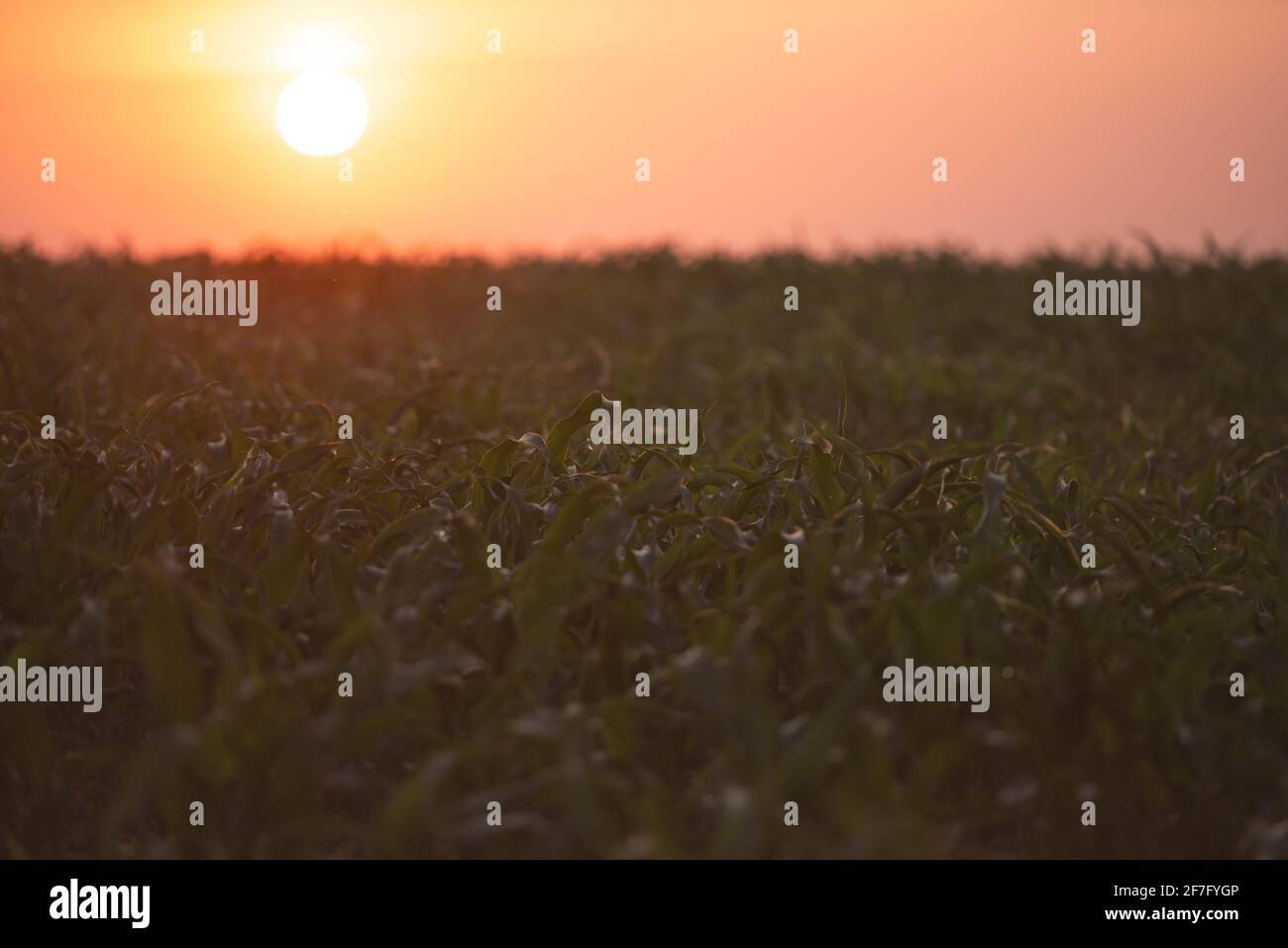 Dawn in the spring cornfield. Bright sun and dark field. Young corn to ...