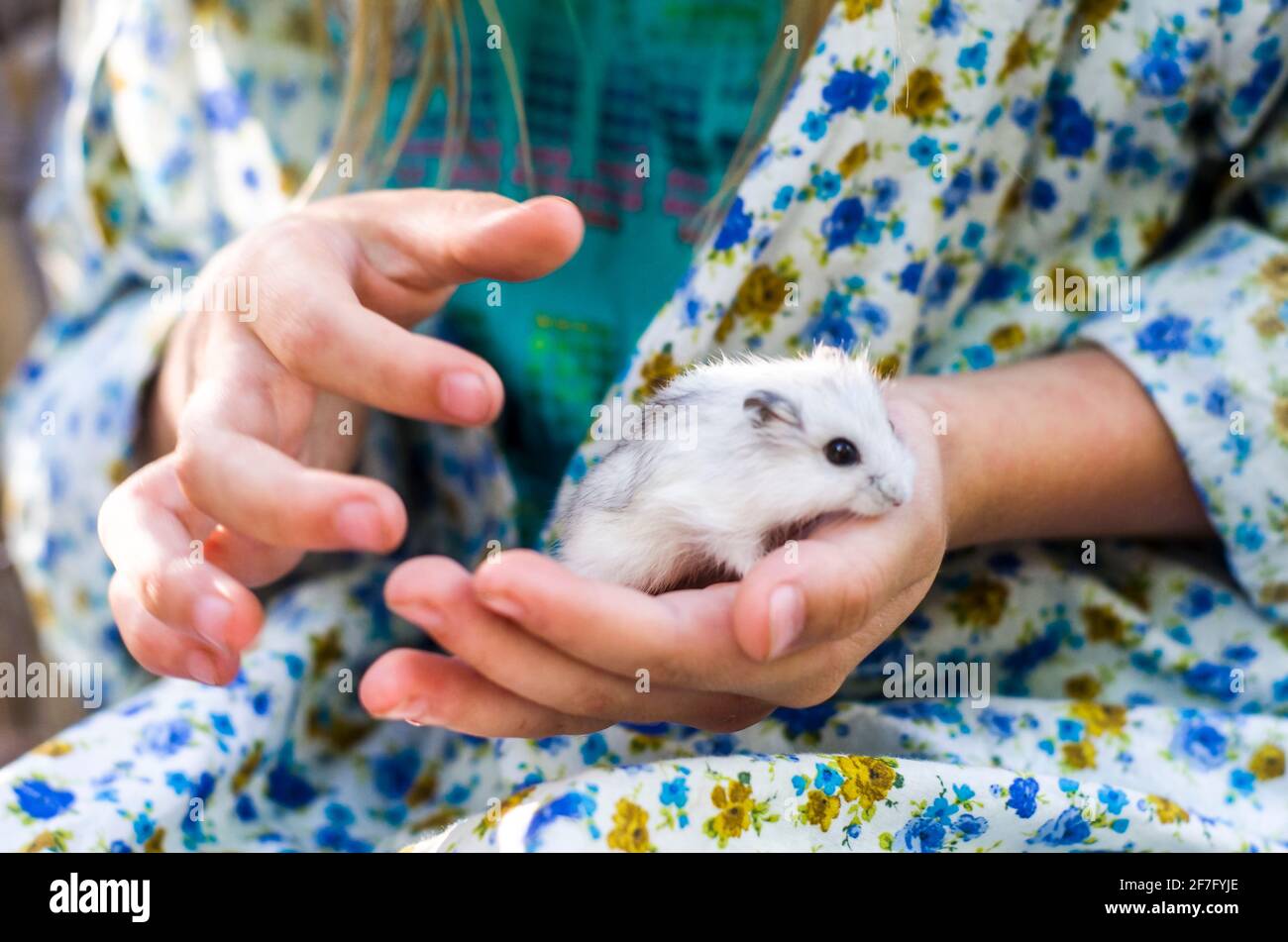 Jinharu hamster on their hands. Photo of baby and pet Stock Photo - Alamy