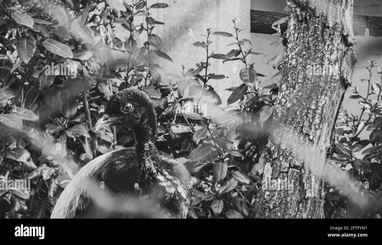 The caged bird Black and White Stock Photos & Images - Alamy