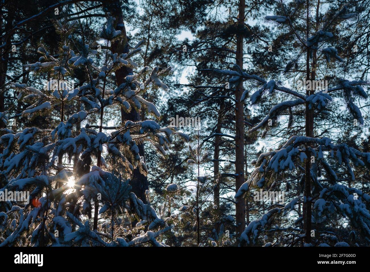 Pines in the snow hi-res stock photography and images - Alamy