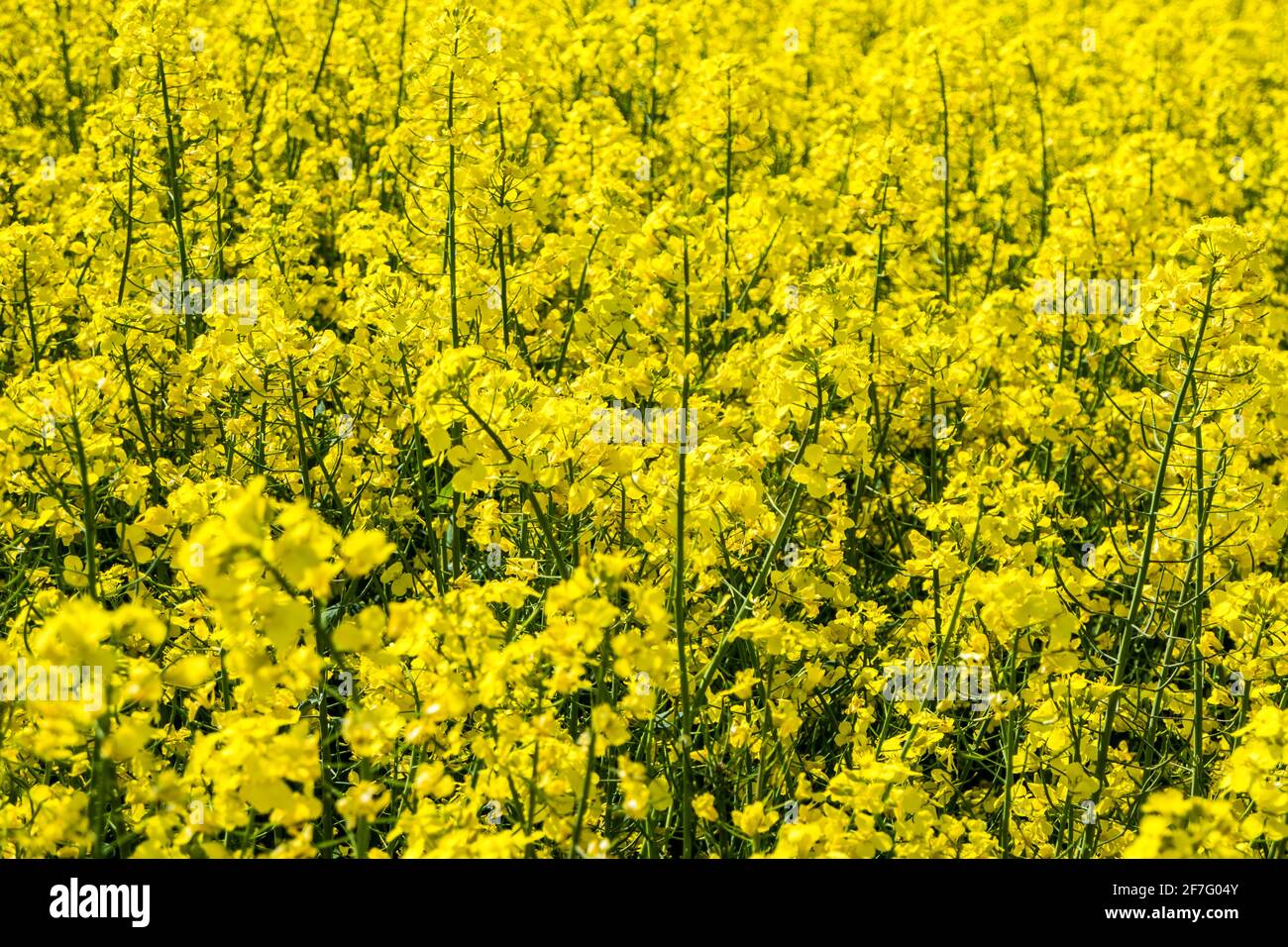 Rapeseed field, Blooming canola flowers texture Stock Photo - Alamy
