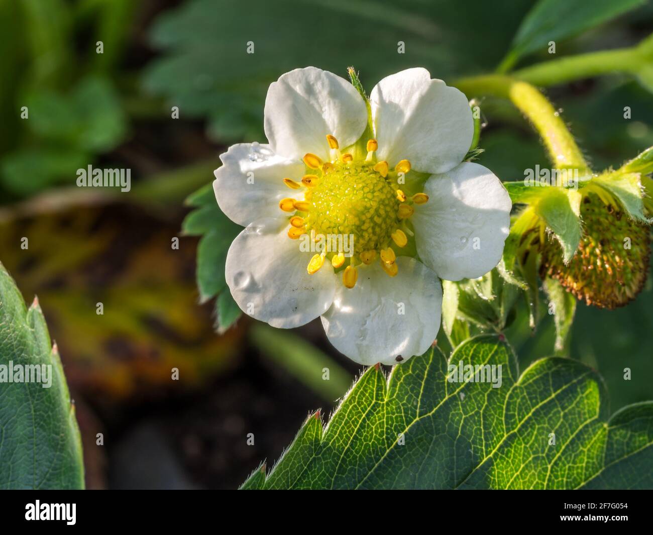 Strawberry blossom Plant in the garden Stock Photo - Alamy