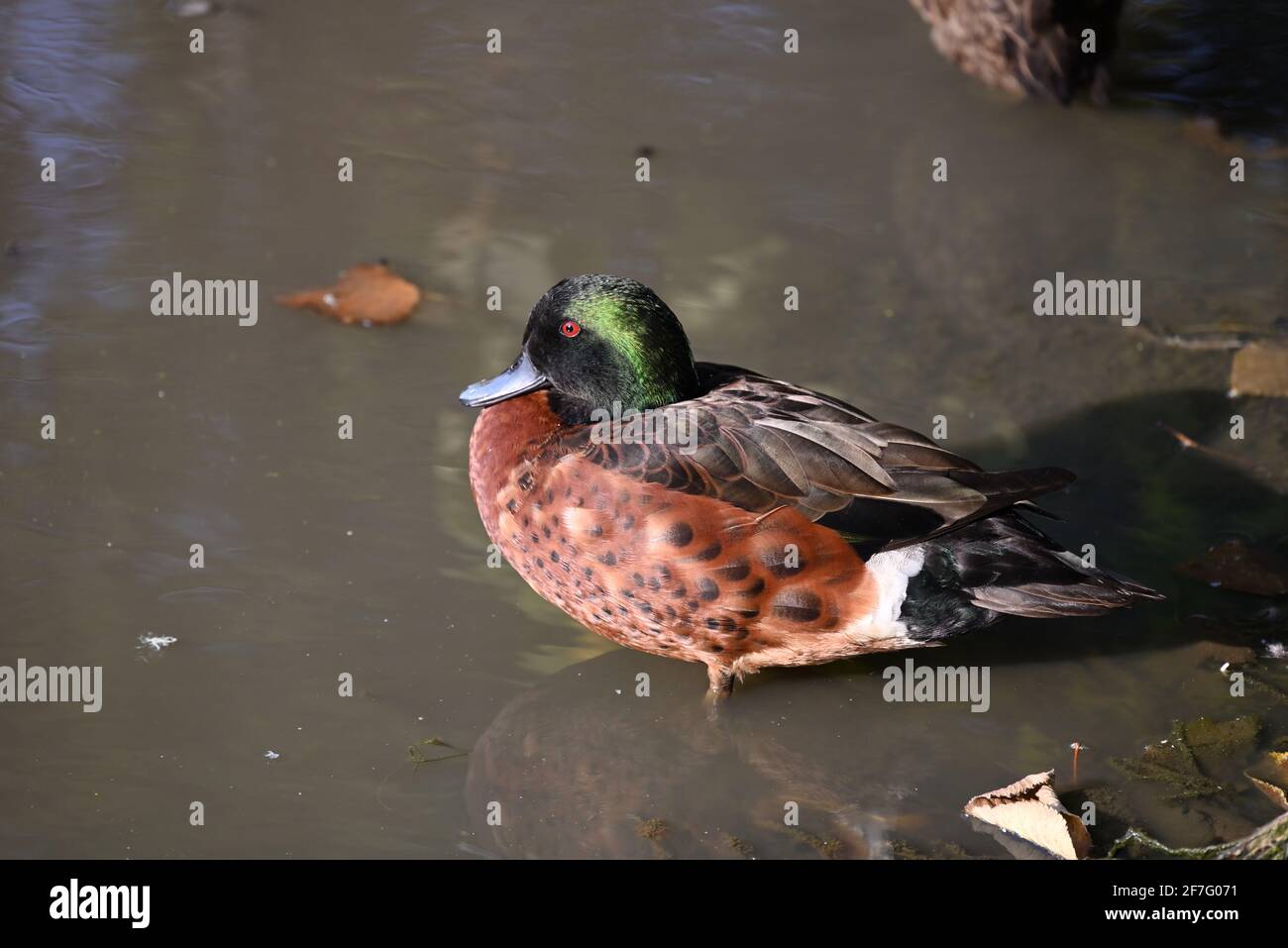 Teal duck hi-res stock photography and images - Alamy