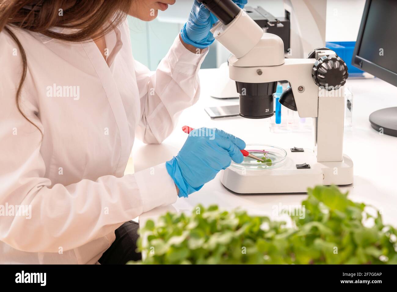 Inspection of the quality of agricultural seeds. Checking the quality ...