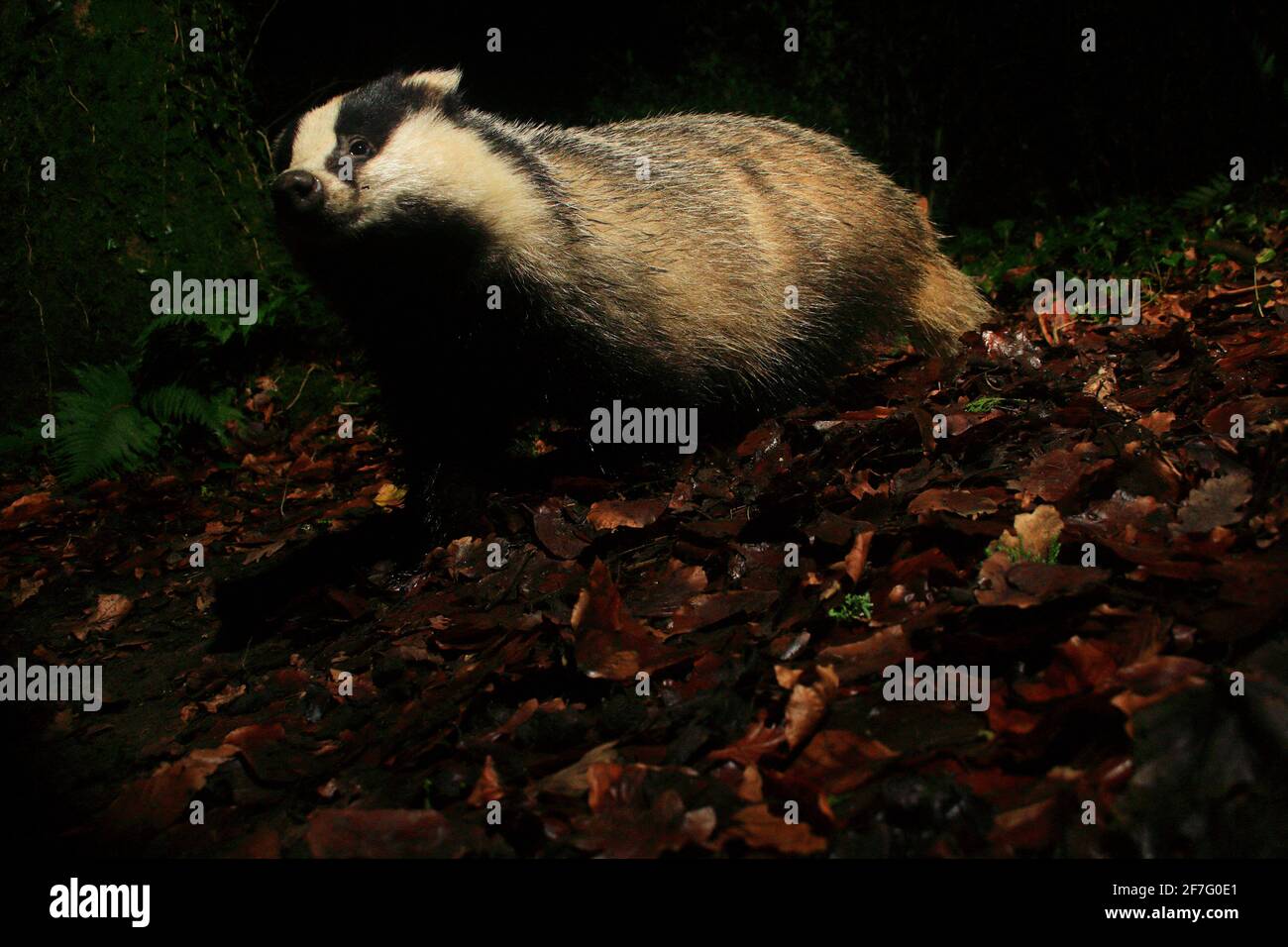 Badger in woodland Stock Photo - Alamy