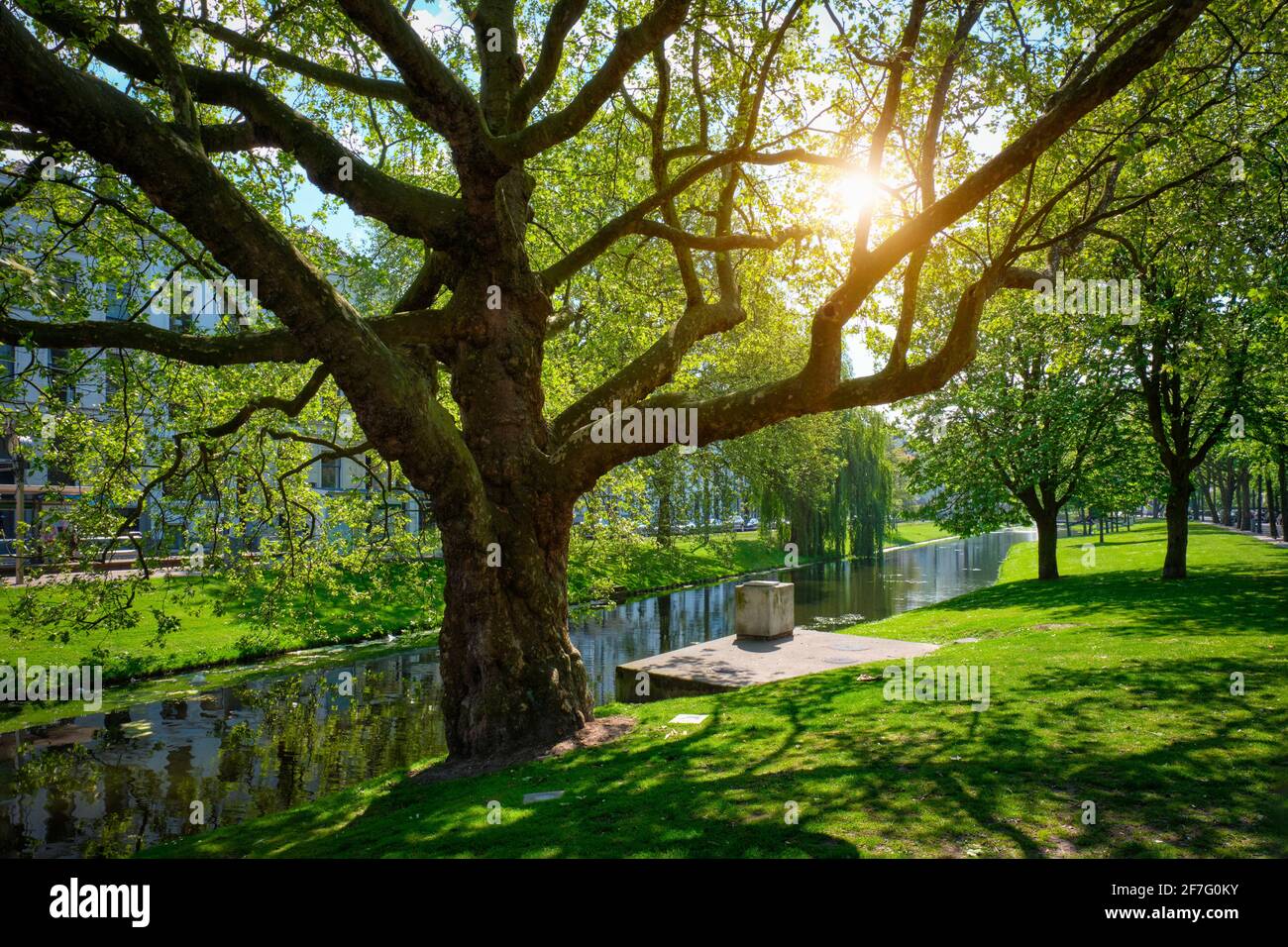 Tree in public park in Rotterdam Stock Photo - Alamy