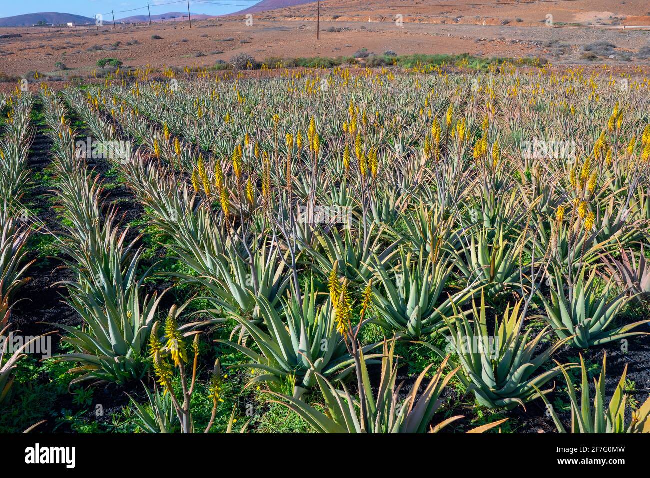 Plantation of medicinal aloe vera plant in the Canary Islands. Aloe ...