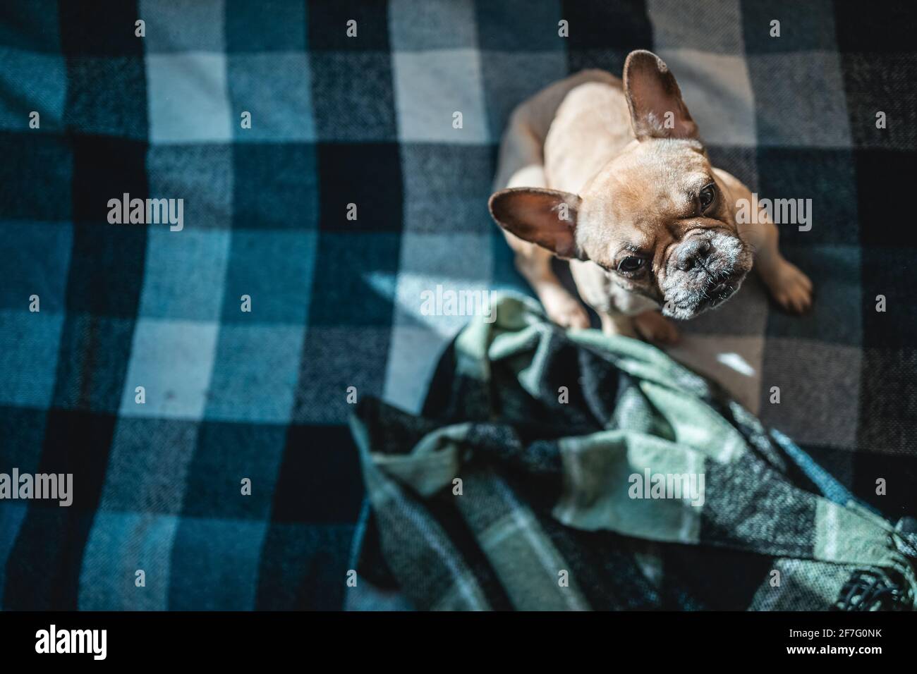 top view of french bulldog dog sitting on sofa with plaid at home and ...