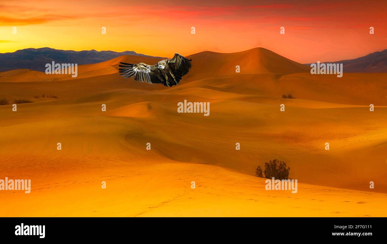Image of a vulture bird flying over desert sands Stock Photo - Alamy