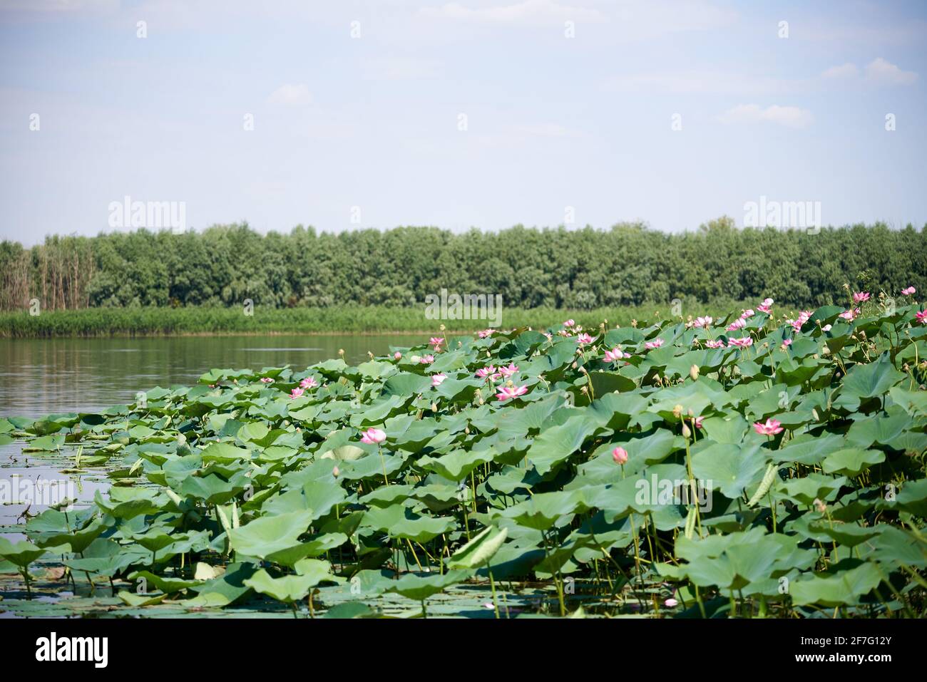 Lotus field in the Volga river delta in the city of Astrakhan Stock ...
