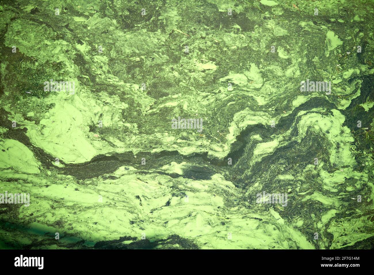 Growth of microscopic algae hi-res stock photography and images - Alamy