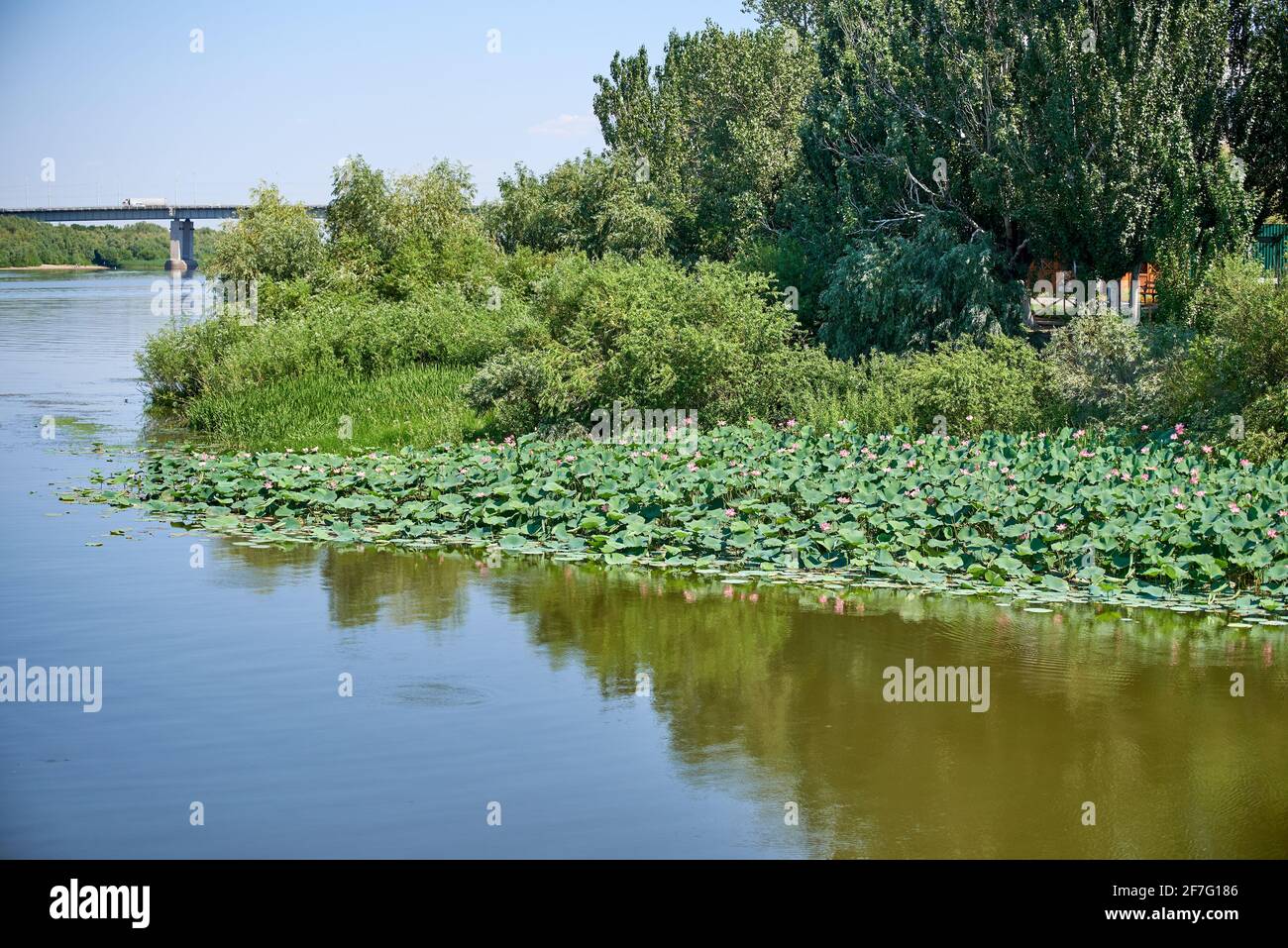 Lotus field in the Volga river delta in the city of Astrakhan Stock ...