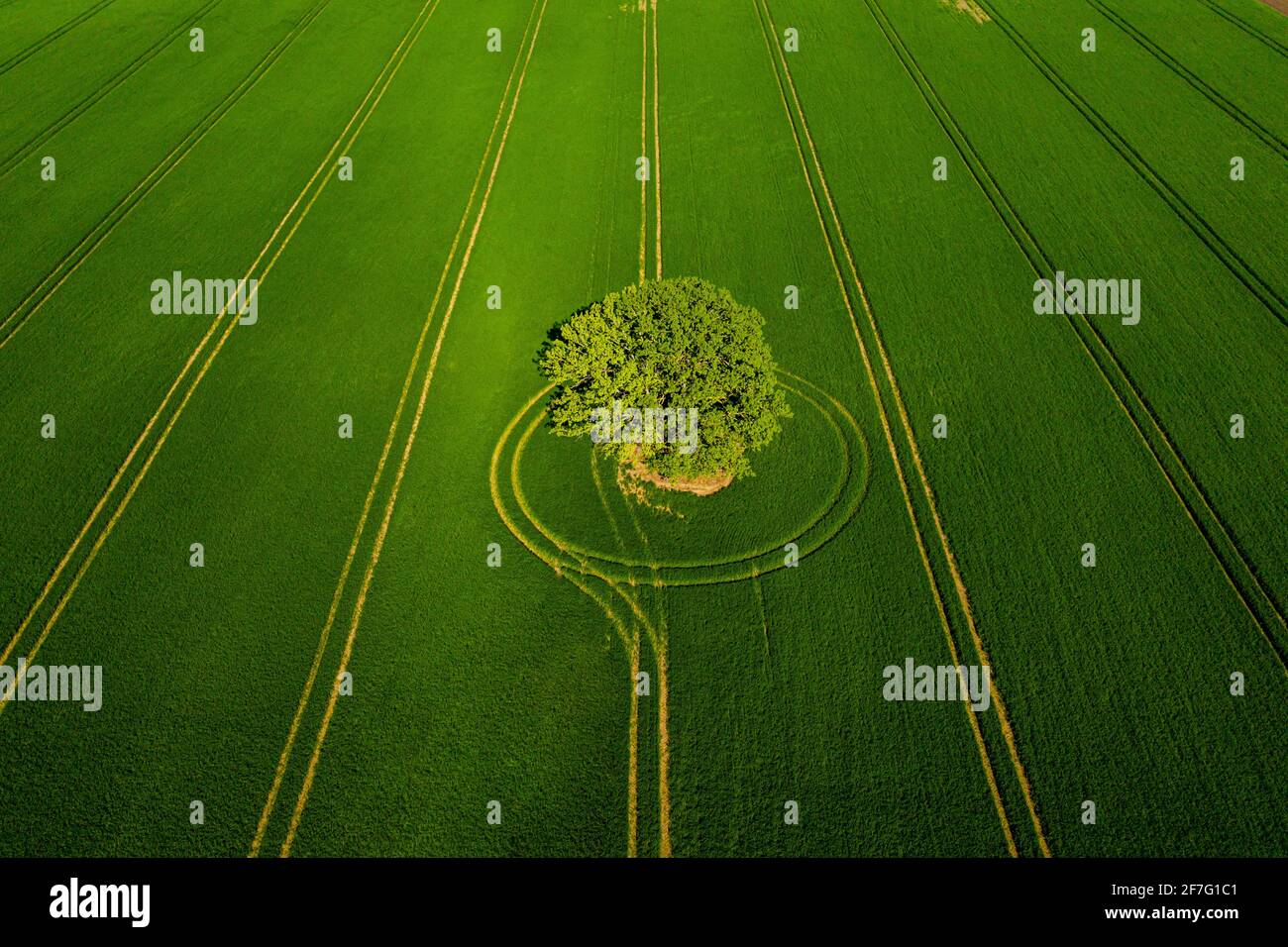 wonderful view from above on lonely tree in a green field, perfect ...