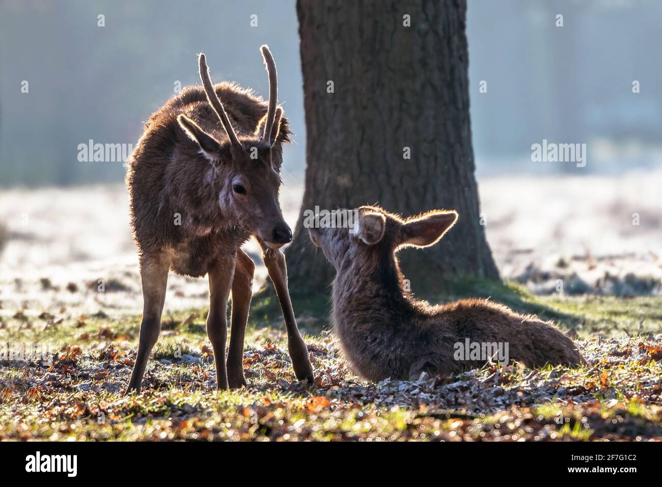 two young deer interacting with each other Stock Photo - Alamy