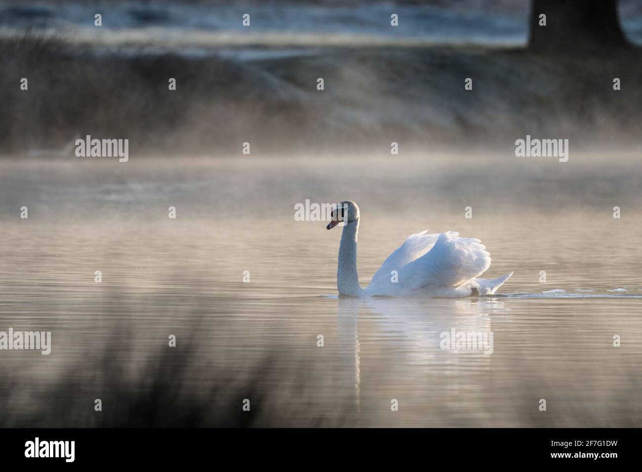 Backlit mute swan wings hi-res stock photography and images - Alamy