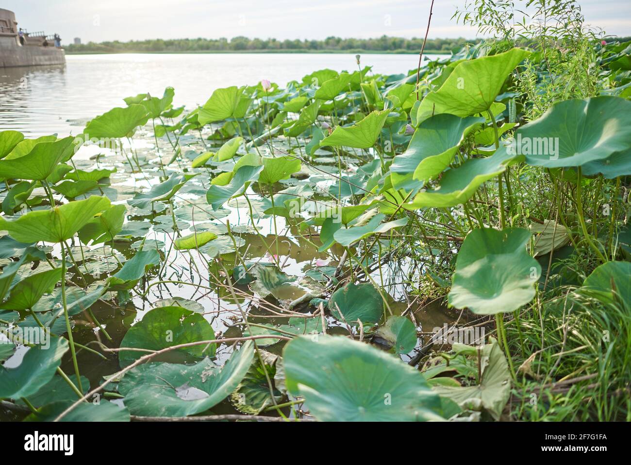 Kutum hi-res stock photography and images - Alamy