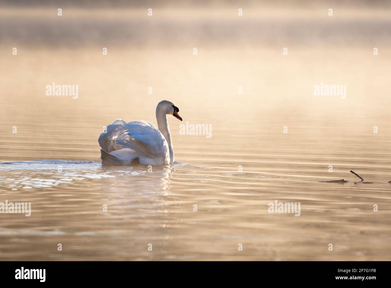 Backlit mute swan wings hi-res stock photography and images - Alamy