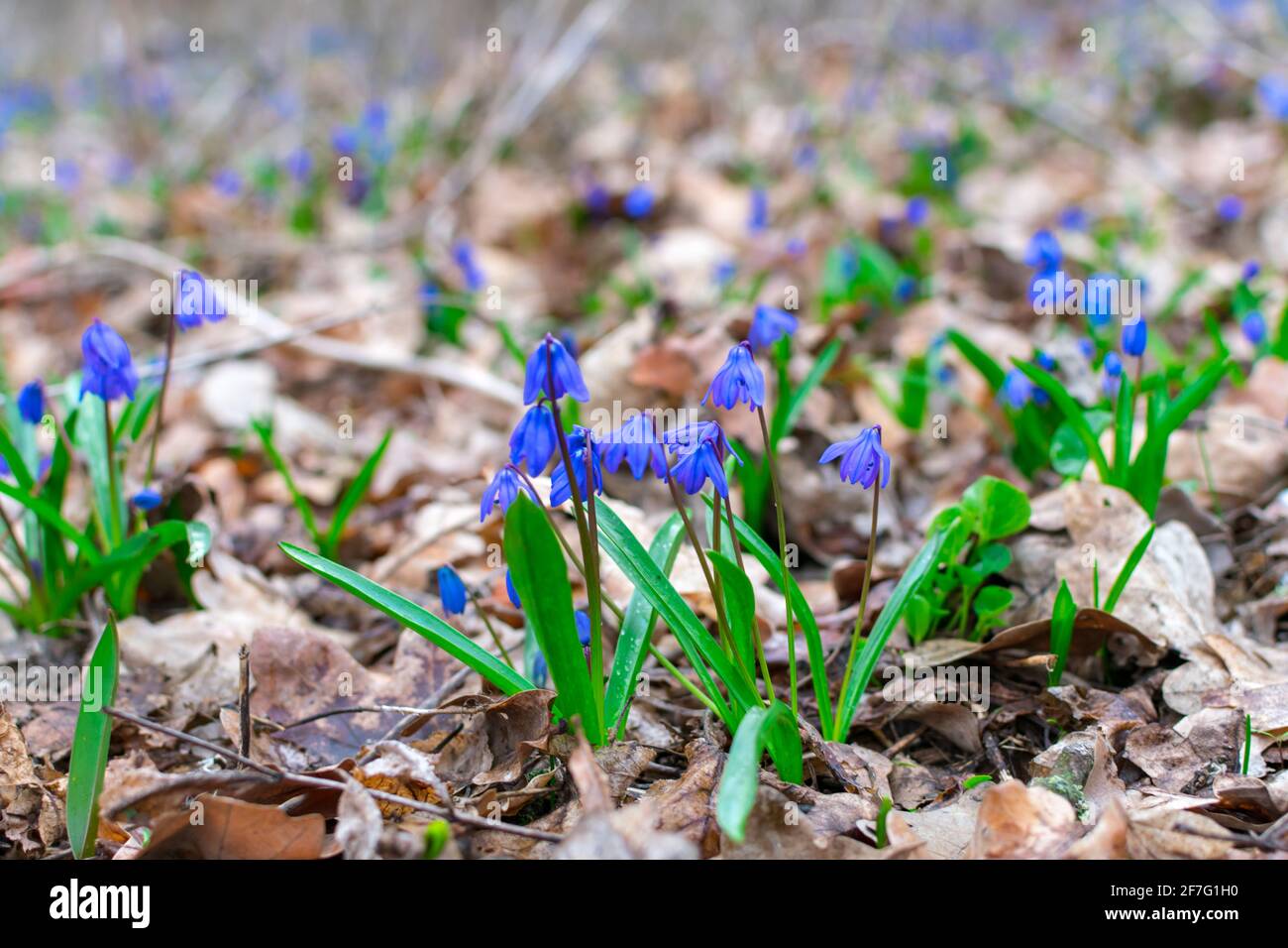 Many blue snowdrops in the forest in blurred focus. Selective focus ...