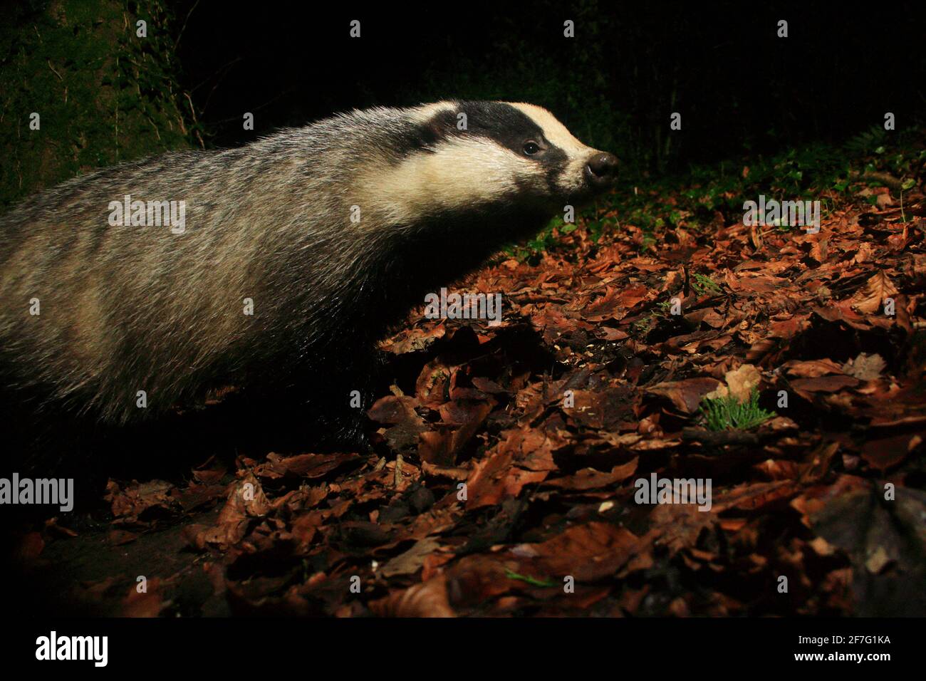 Badger in woodland Stock Photo - Alamy
