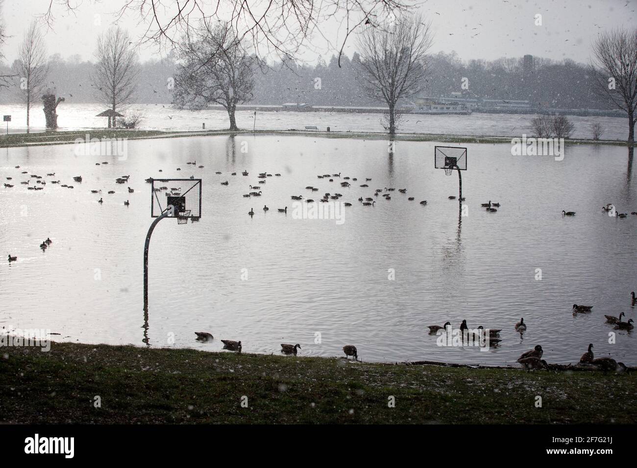 Rhine Flood, Flooded Basketball Court On The Banks Of The Rhine Near ...