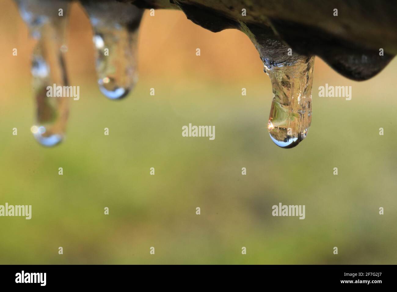 droplets of ice melting and forming water droplets as it melts Stock ...