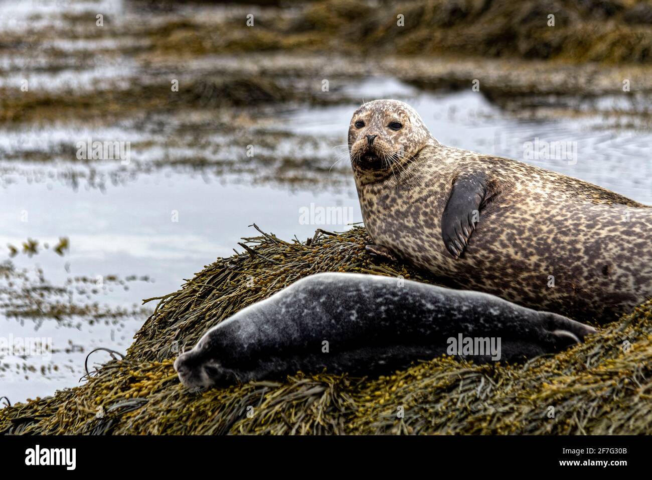 Seal at ytri tunga hi-res stock photography and images - Alamy