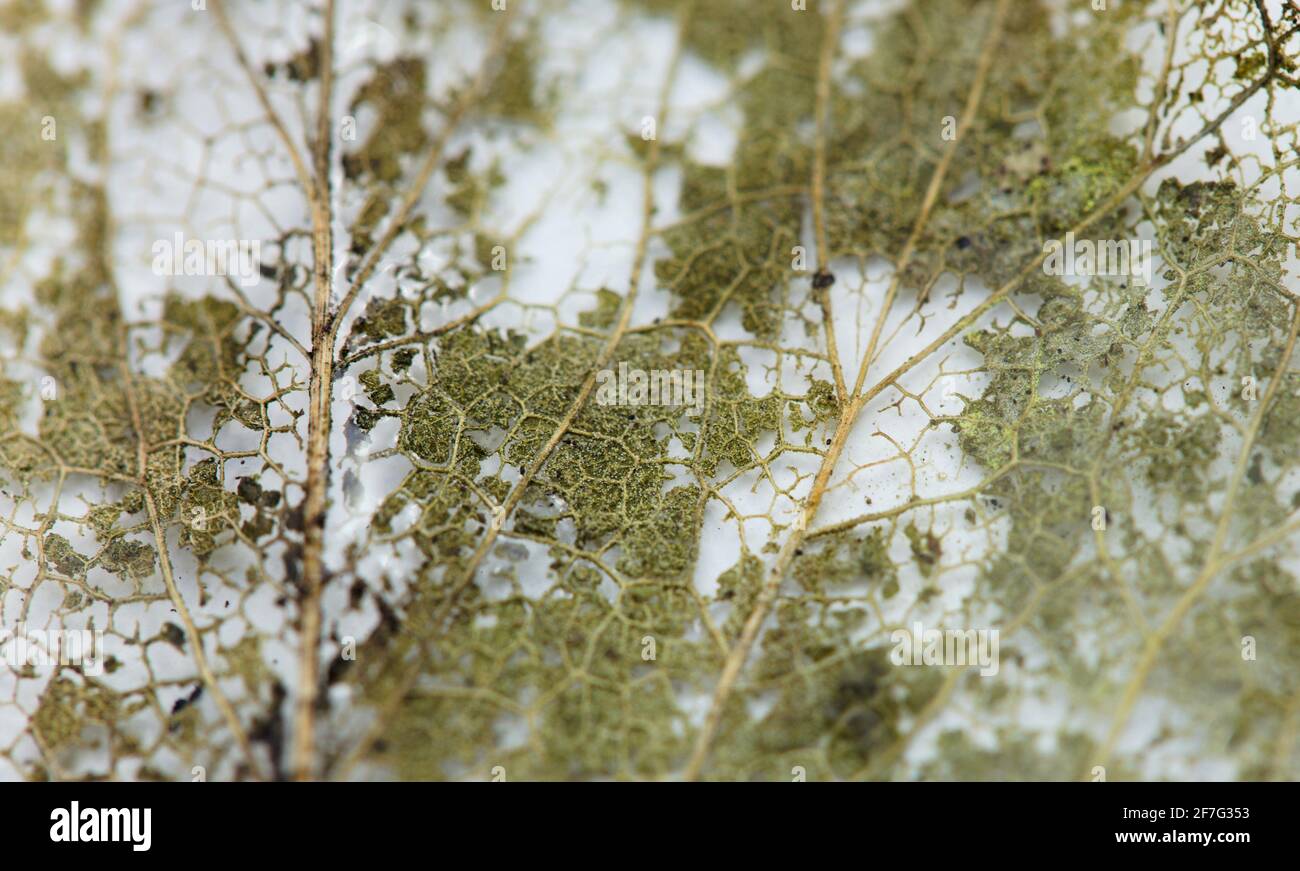 Decaying organic matter hi-res stock photography and images - Alamy