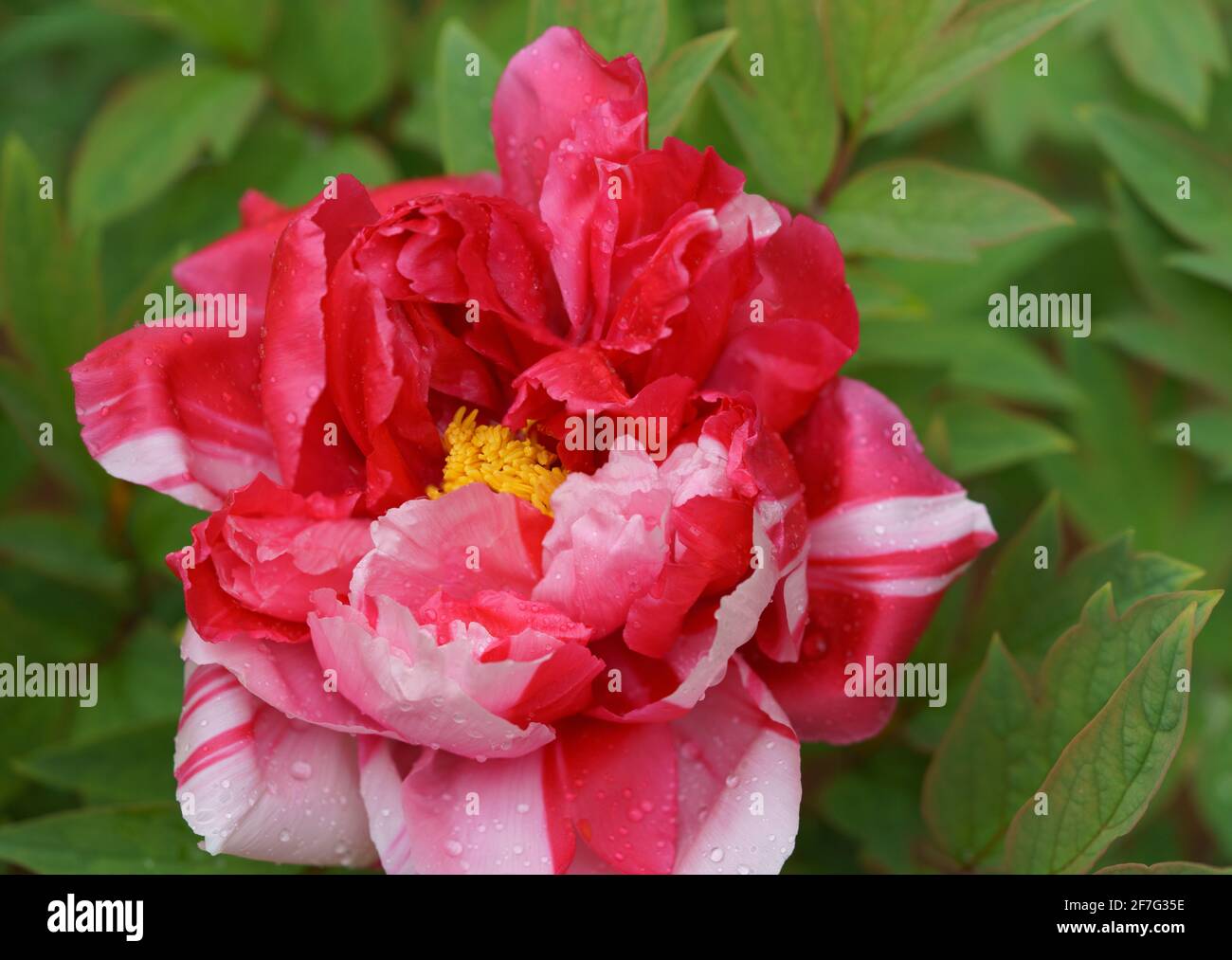 Luoyang peony hi-res stock photography and images - Alamy