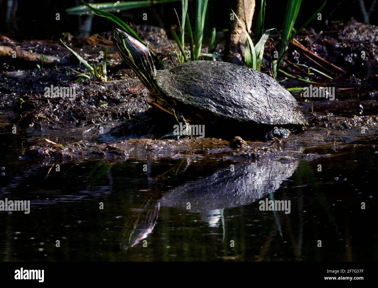 Mud Turtles on the banks of a park pond Stock Photo - Alamy