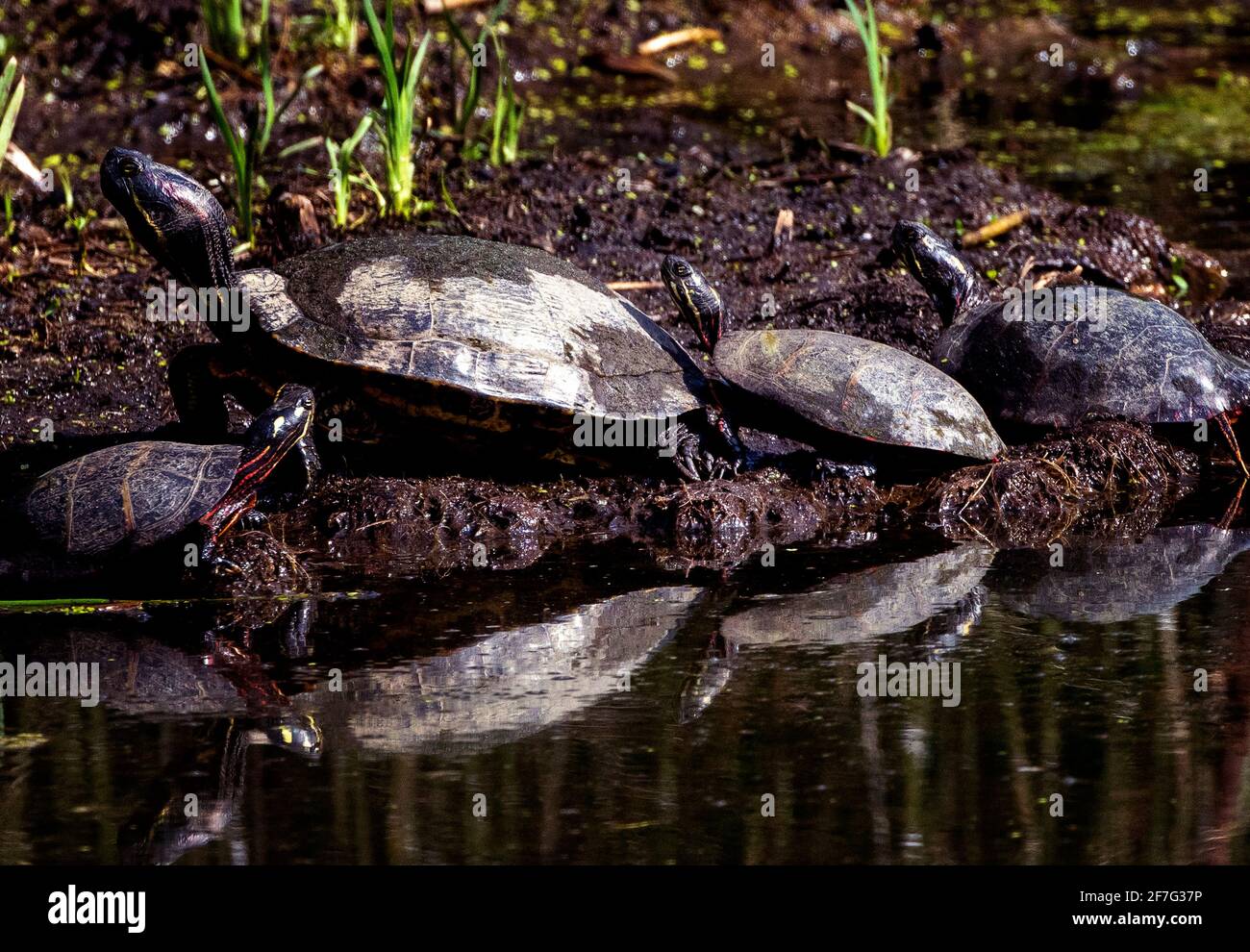 Mud Turtles on the banks of a park pond Stock Photo - Alamy