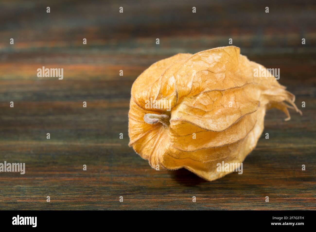 Golden berry, tropical fruit uchuva. top view - Physalis peruviana ...