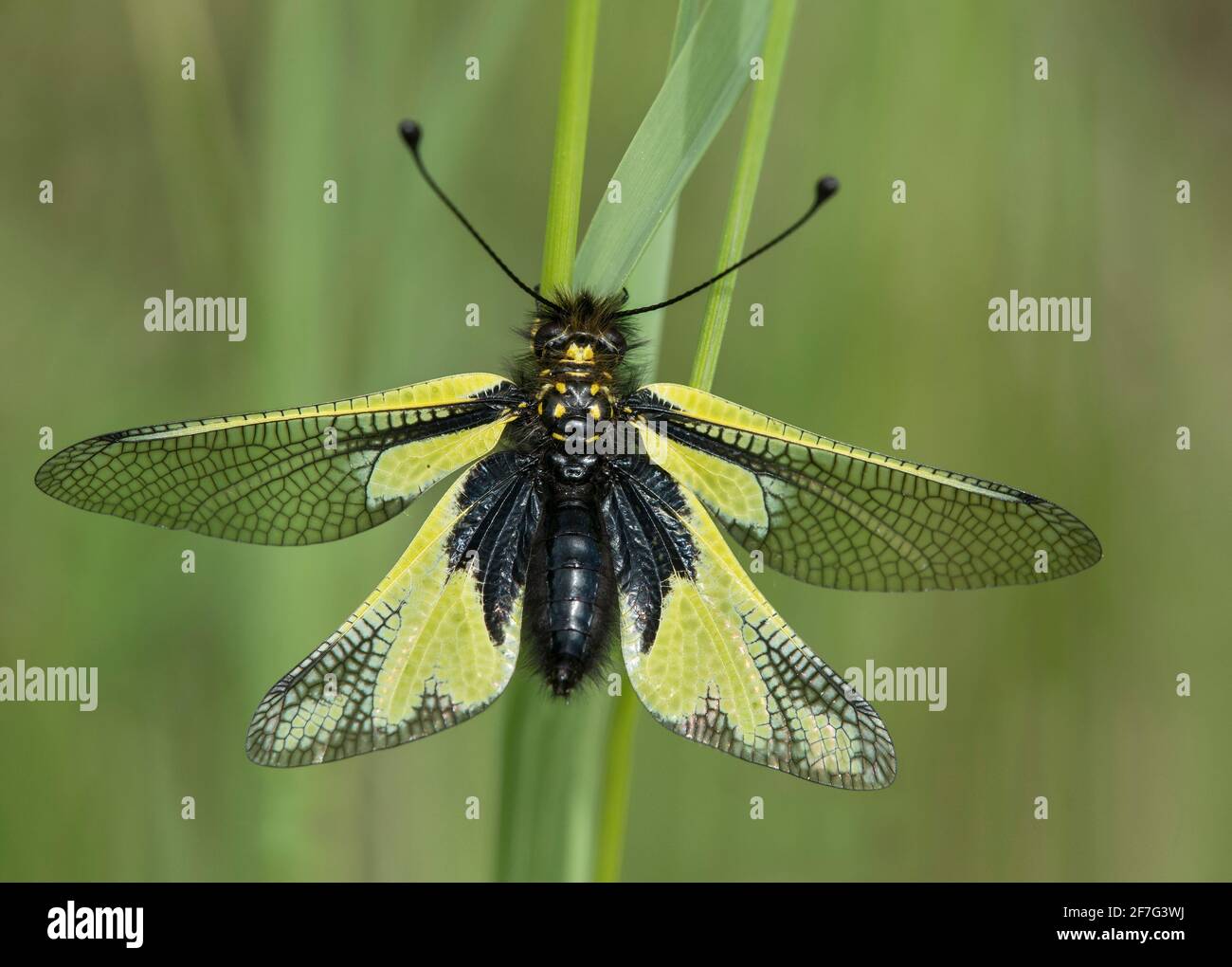 Libelloides coccajus hi-res stock photography and images - Alamy