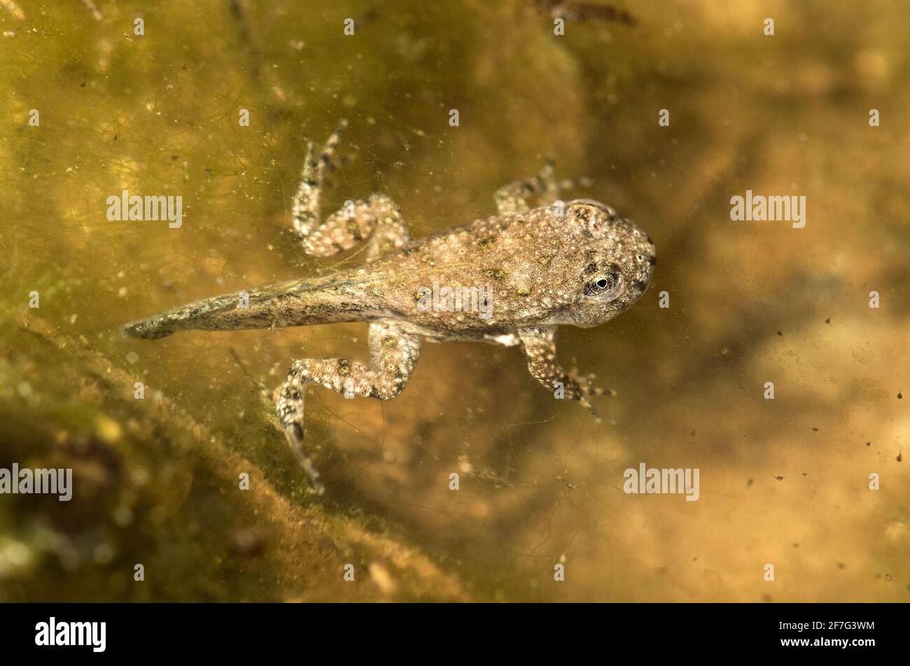Fully-grown larva of Yellow-bellied toad (Bombina variegata), Chancy ...