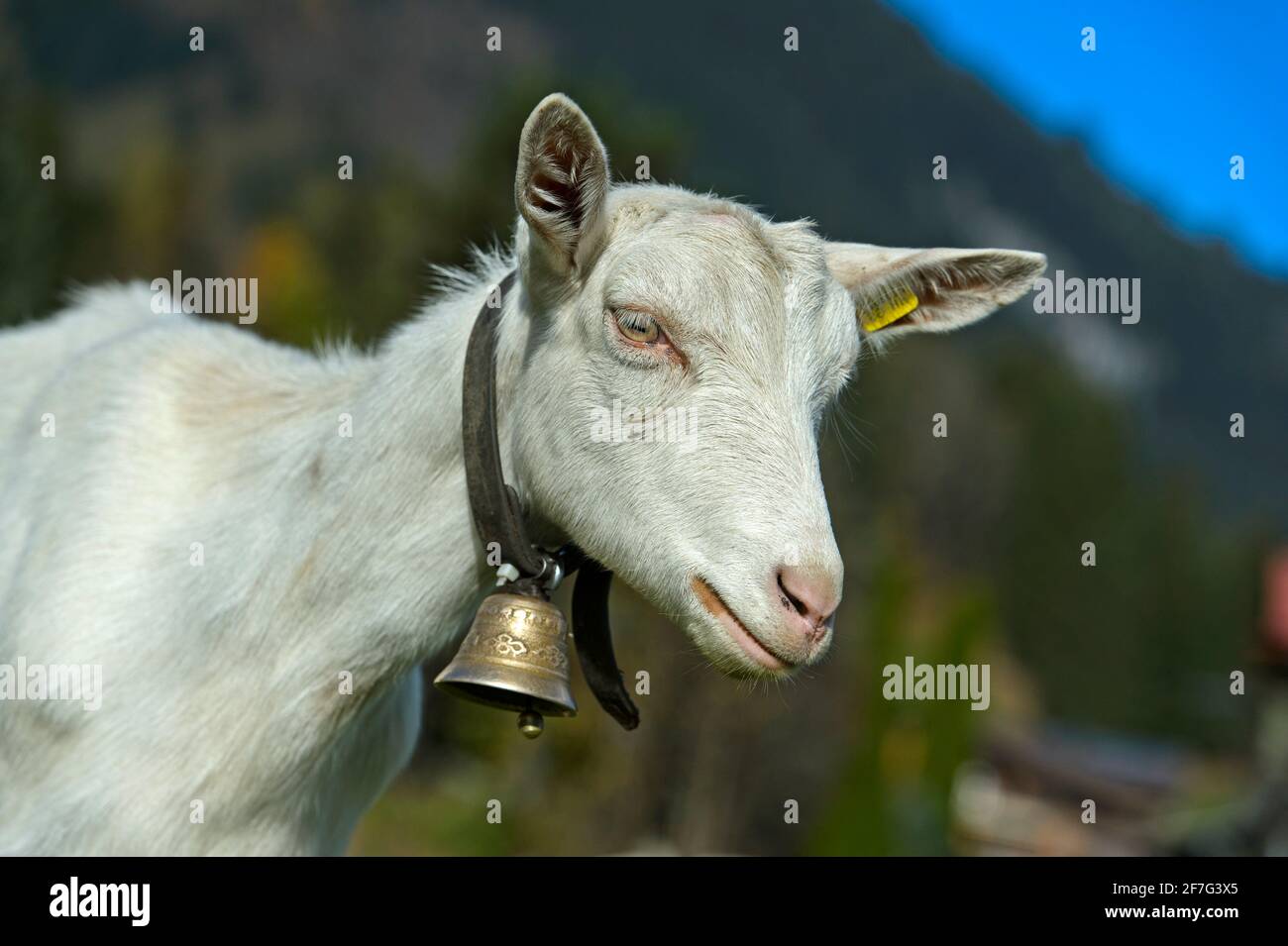 Saanen goats hi-res stock photography and images - Alamy