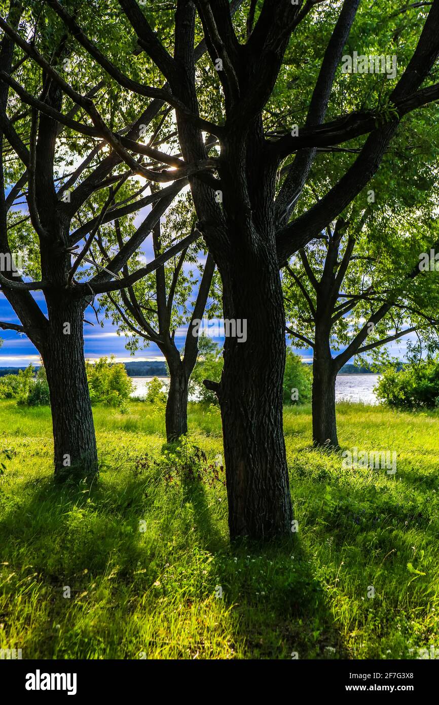Lush forest edge hi-res stock photography and images - Alamy
