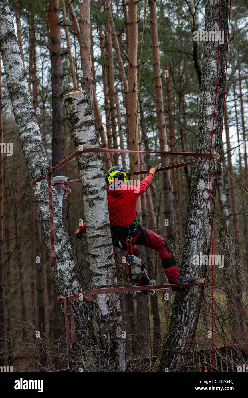 Arborist cutting a branches with chainsaw. The worker with helmet ...