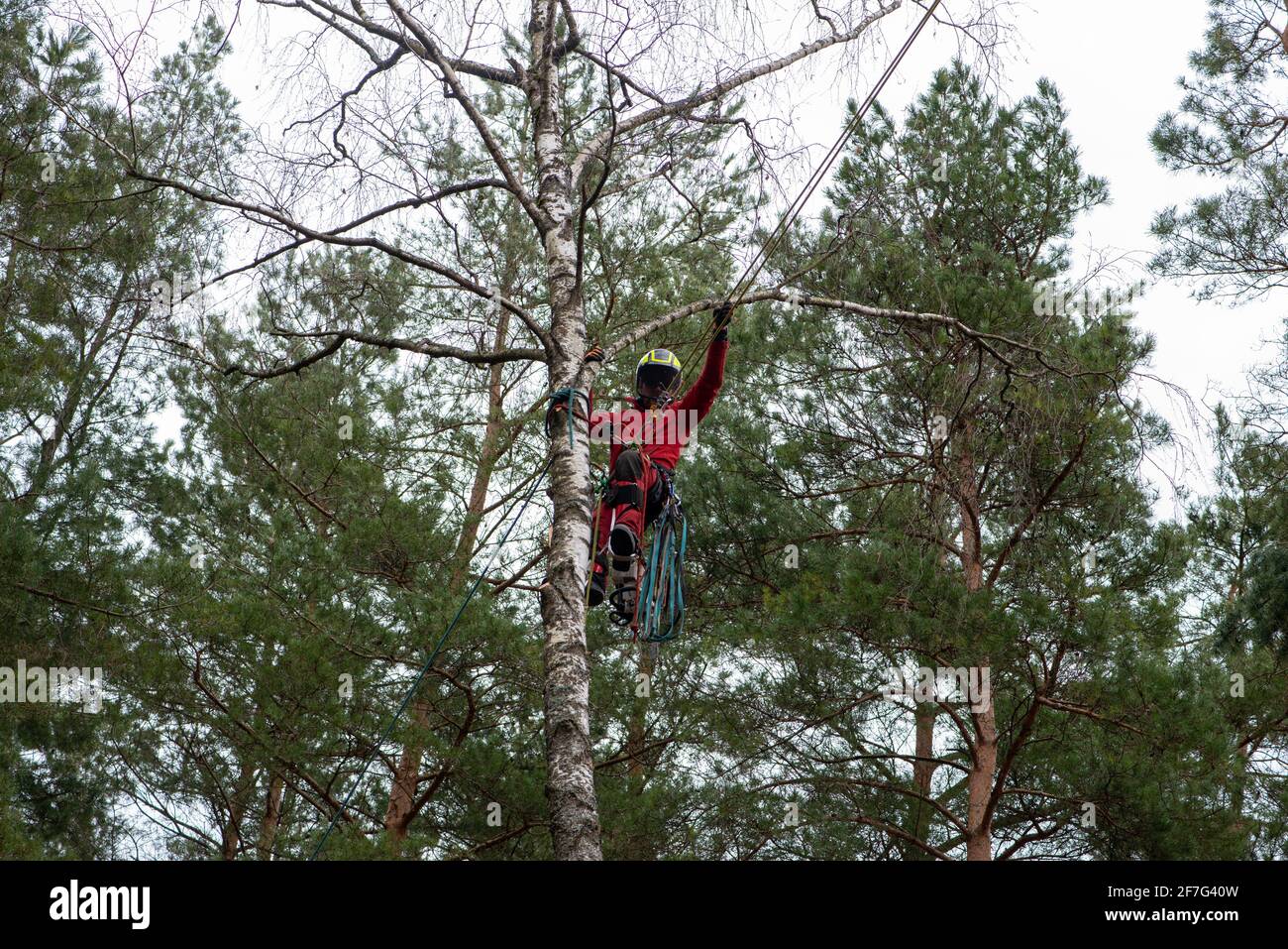 Arborist cutting a branches with chainsaw. The worker with helmet ...