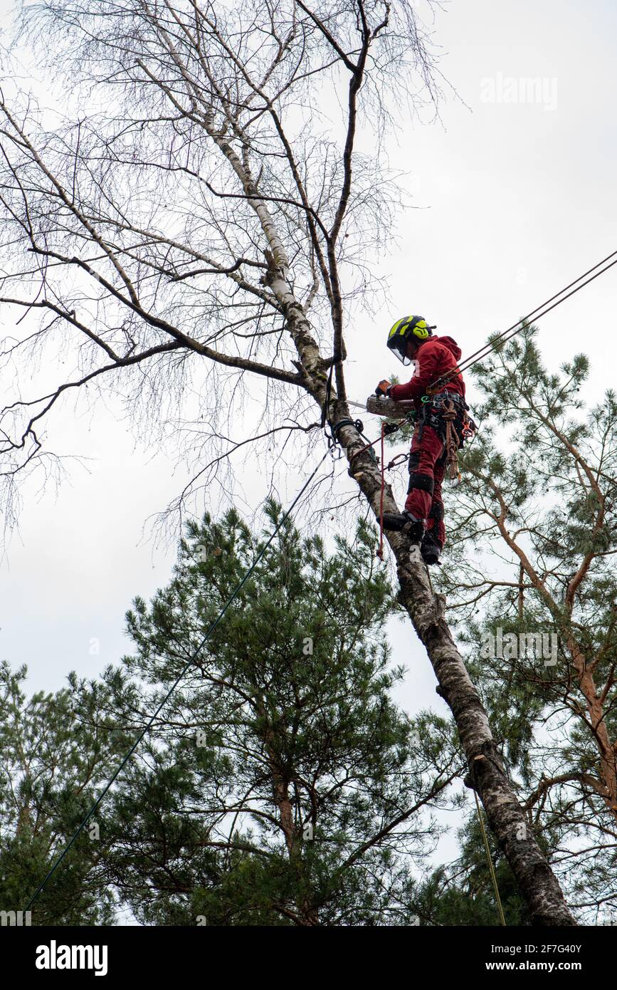 Arborist cutting a branches with chainsaw. The worker with helmet ...