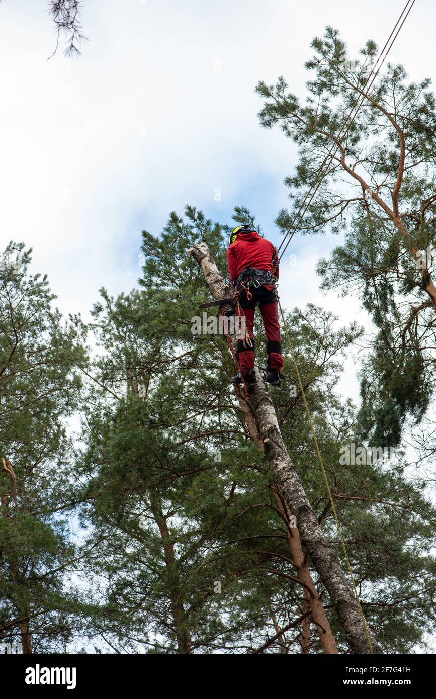 Arborist cutting a branches with chainsaw. The worker with helmet ...